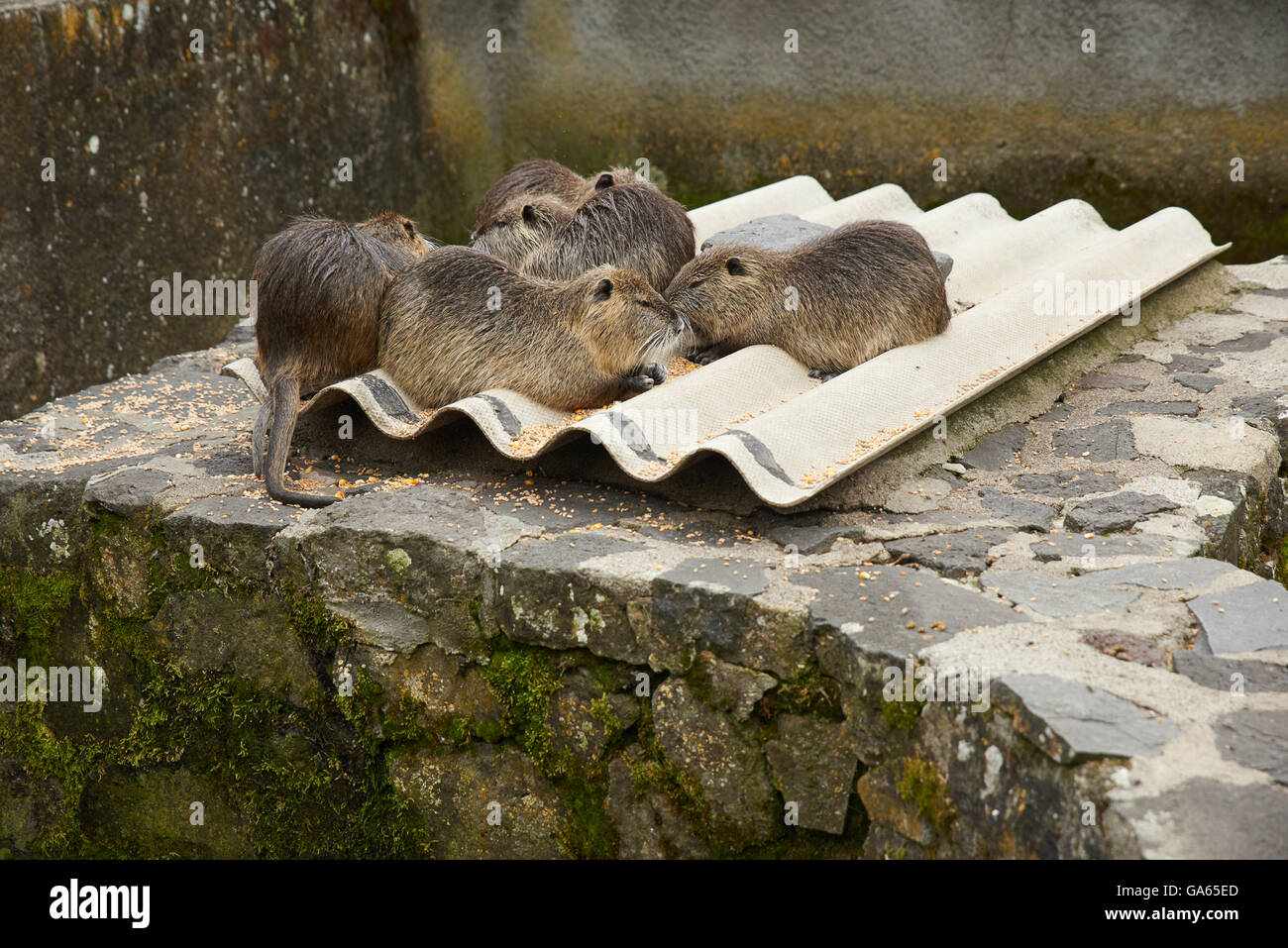 Rat family hi-res stock photography and images - Alamy