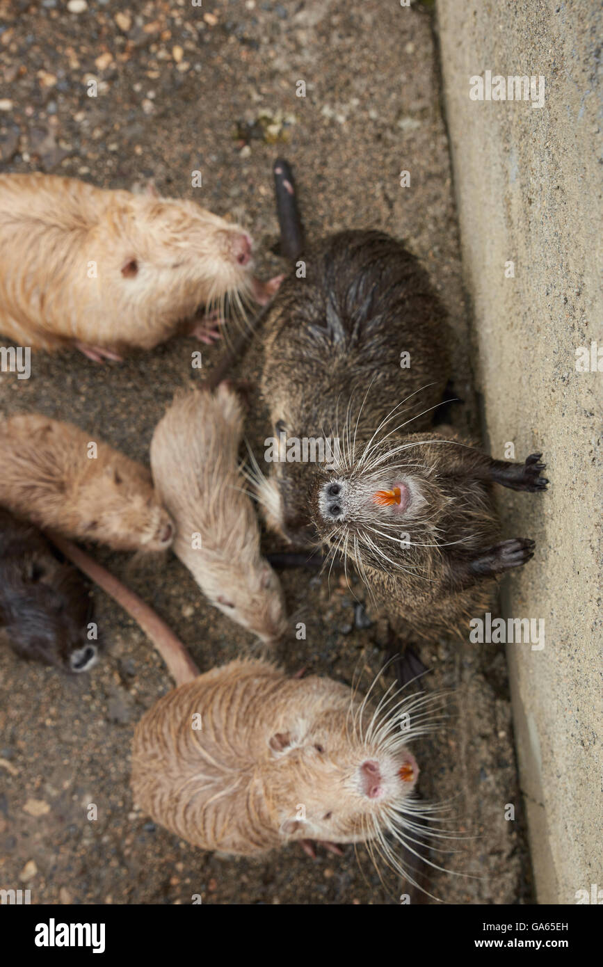 Rat nutria hi-res stock photography and images - Alamy