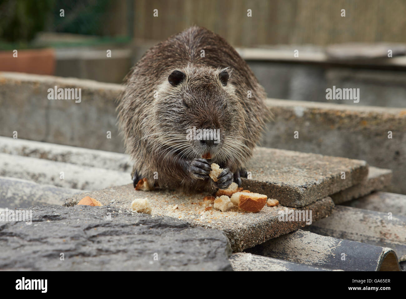 Riverrat hi-res stock photography and images - Alamy