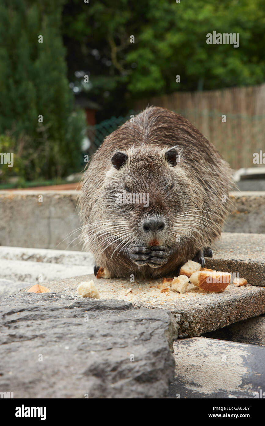 River rat at lunch Stock Photo - Alamy