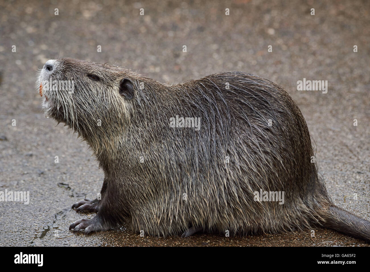 Saint rat hi-res stock photography and images - Alamy