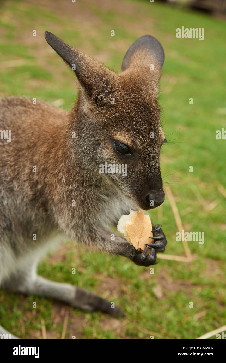 Wallaby eating hi-res stock photography and images - Alamy