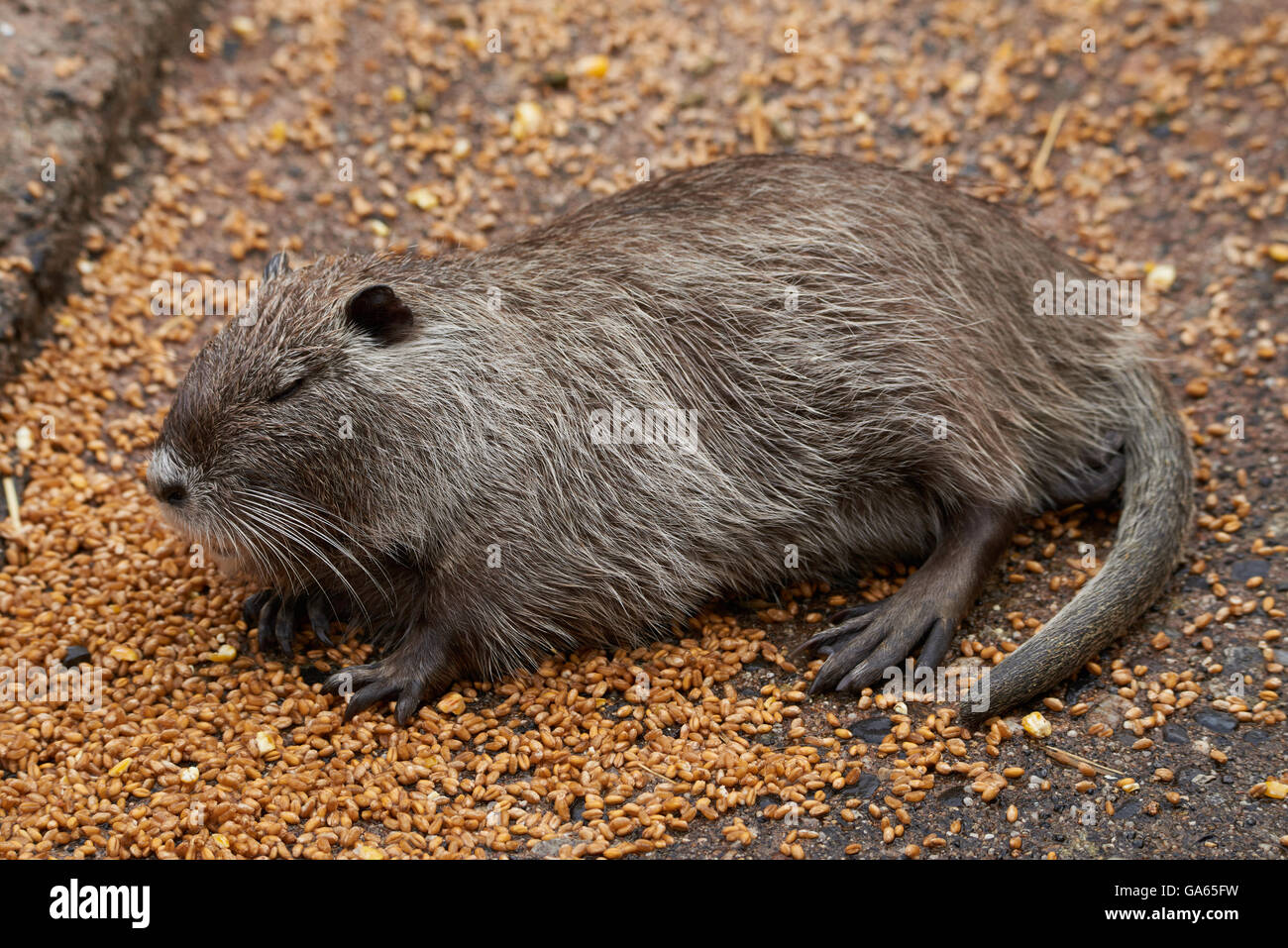 Riverrat hi-res stock photography and images - Alamy