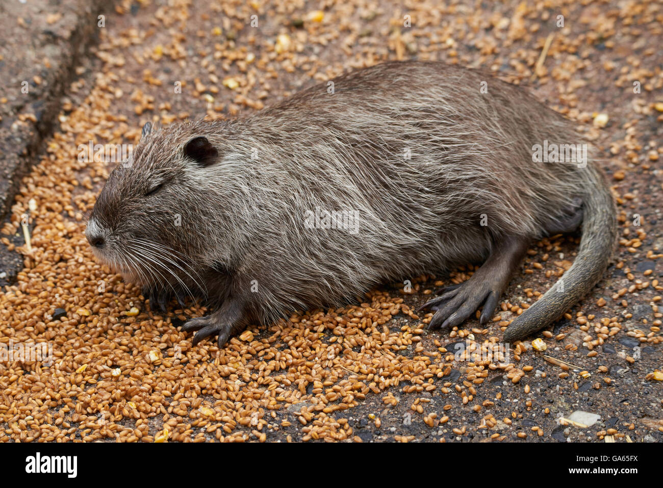 Riverrat hi-res stock photography and images - Alamy