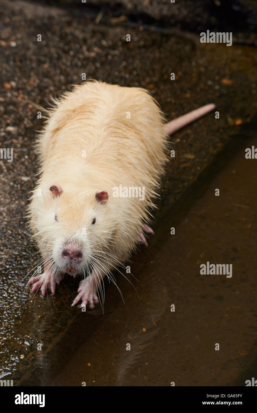 River rat hi-res stock photography and images - Alamy