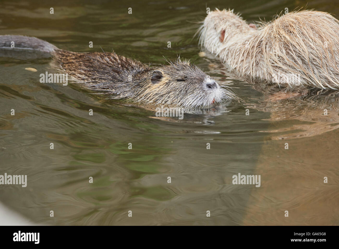 River rat in the water Stock Photo - Alamy