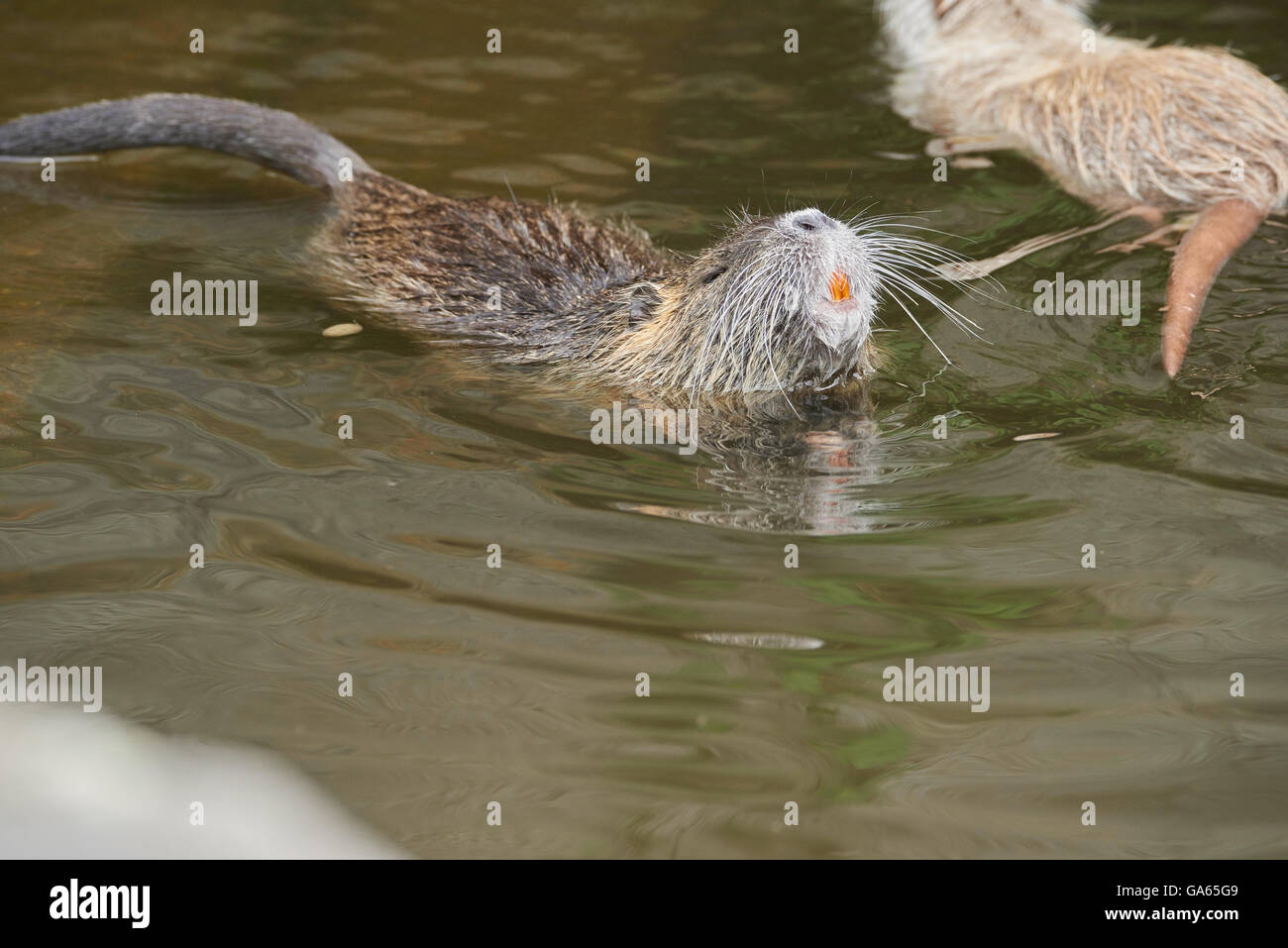 River rat in the water Stock Photo - Alamy