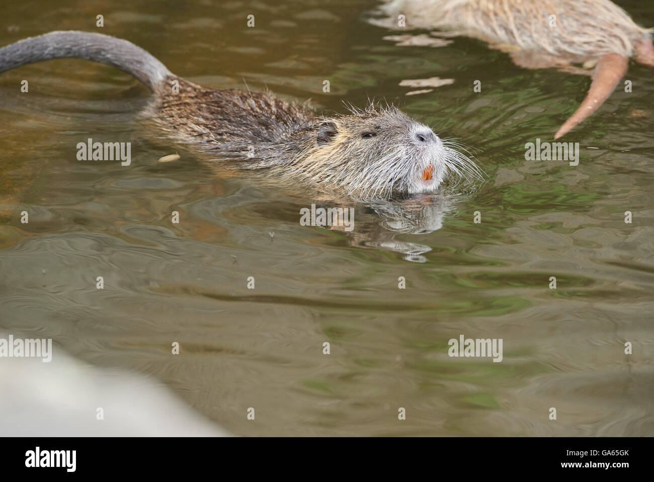 River rat in the water Stock Photo - Alamy