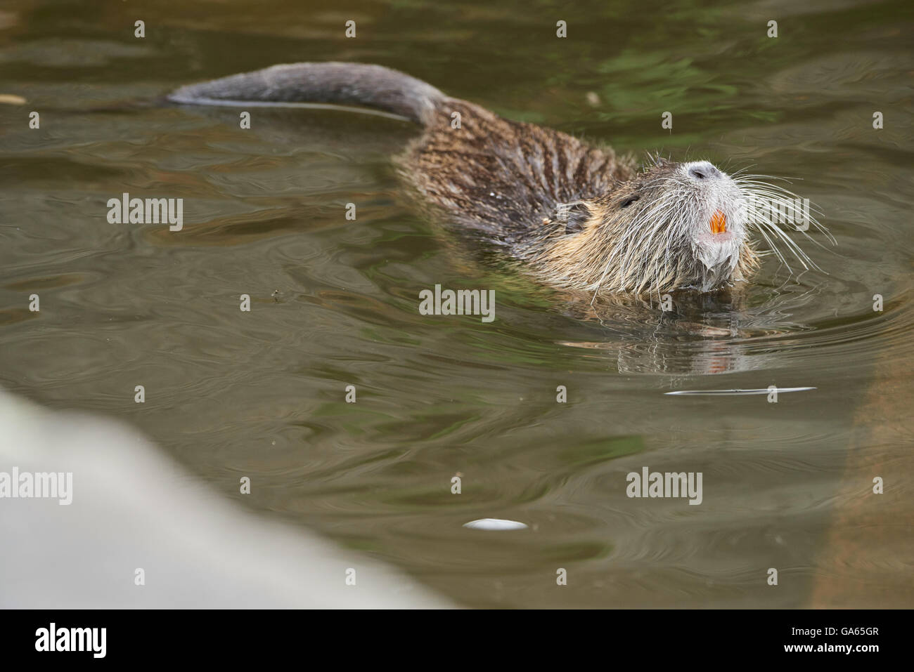 River rat in the water Stock Photo - Alamy