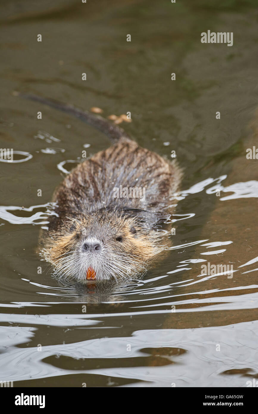 Rat swimming in river hi-res stock photography and images - Alamy