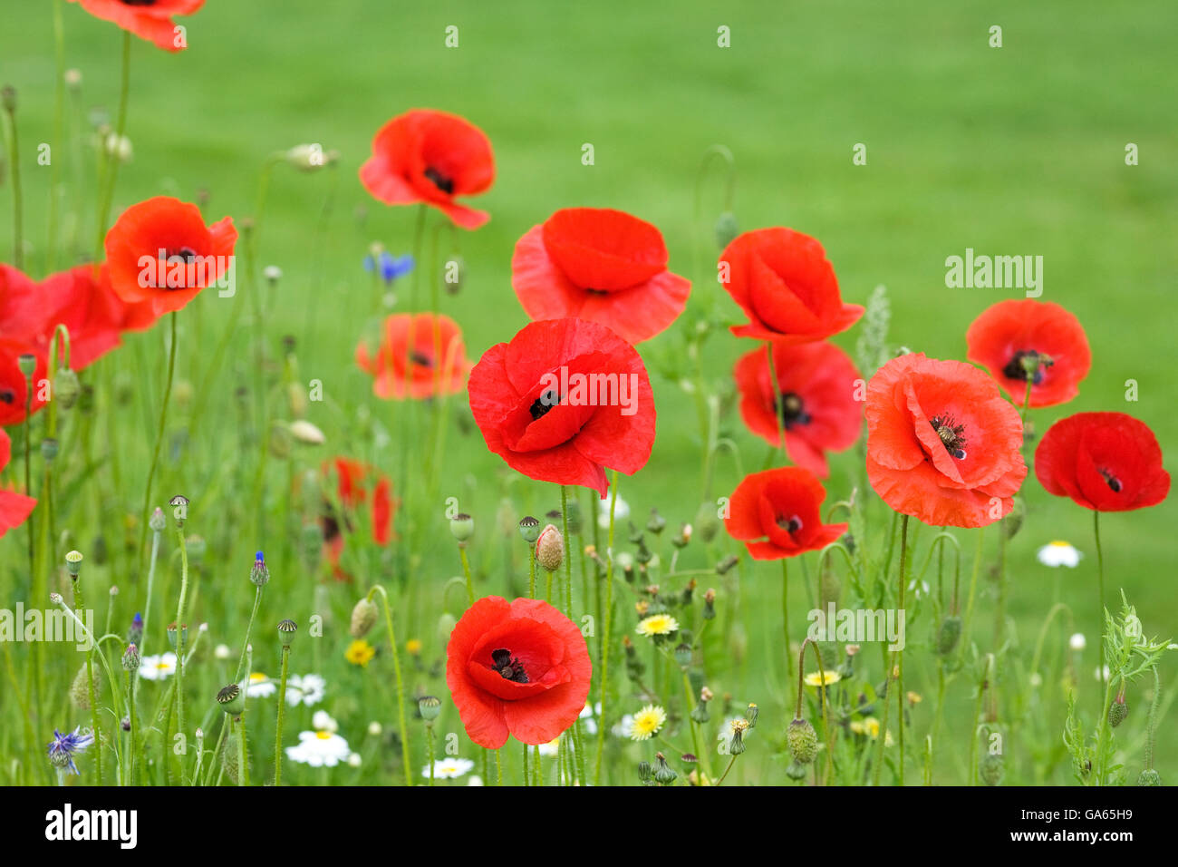 Poppies growing garden hi-res stock photography and images - Alamy