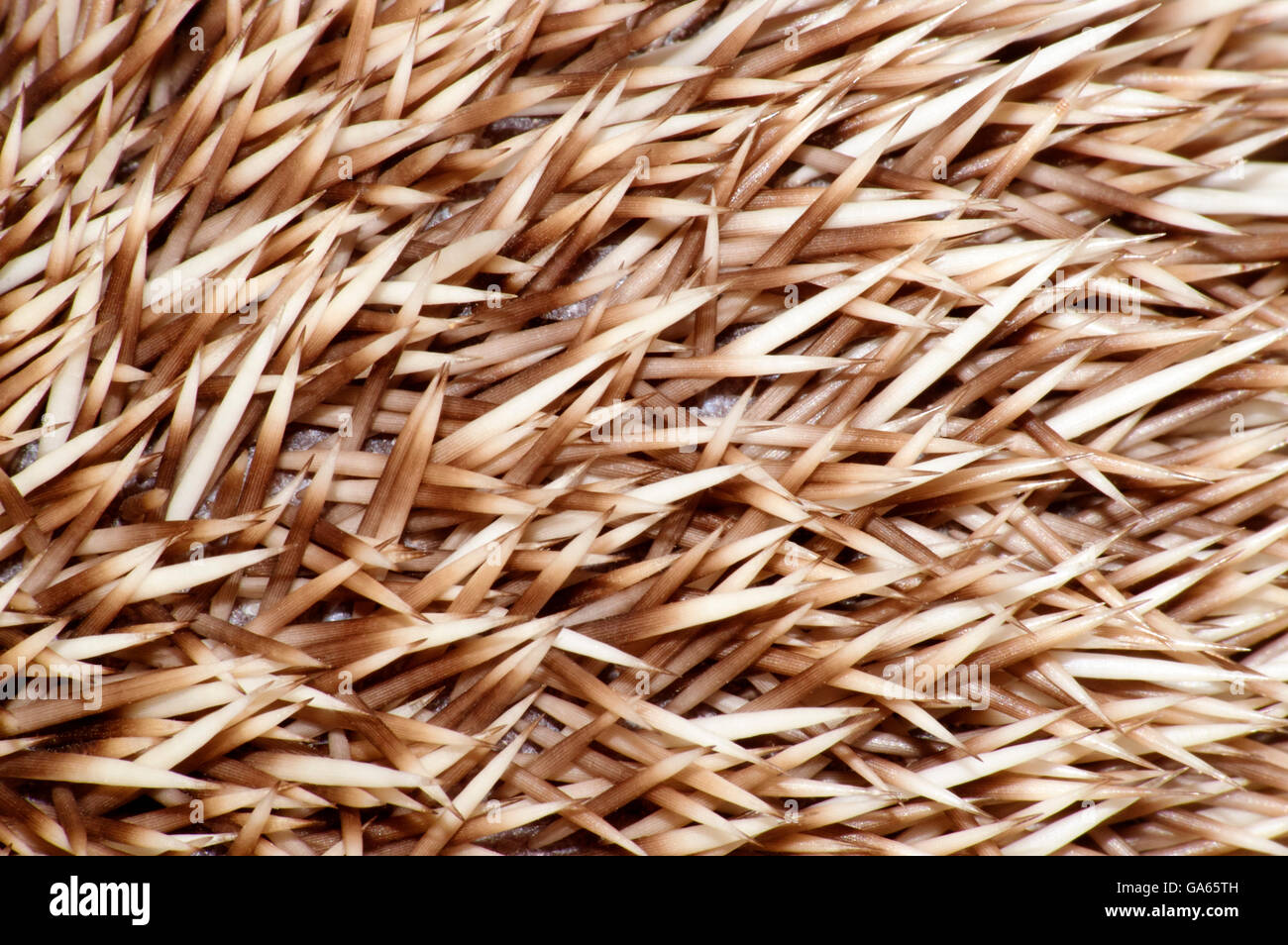 macro hedgehog spines Stock Photo - Alamy