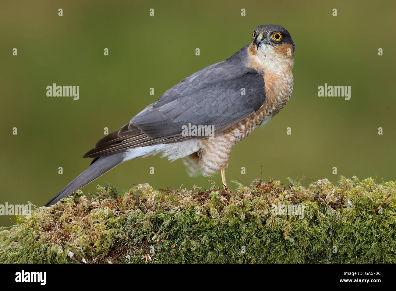 Sparrowhawk Uk Stock Photos & Sparrowhawk Uk Stock Images - Alamy