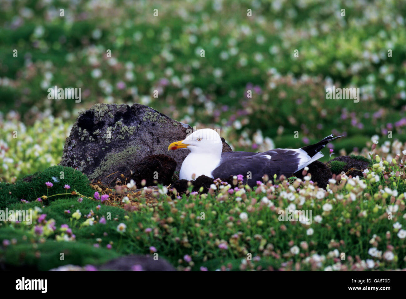 Black isle eggs hi-res stock photography and images - Alamy
