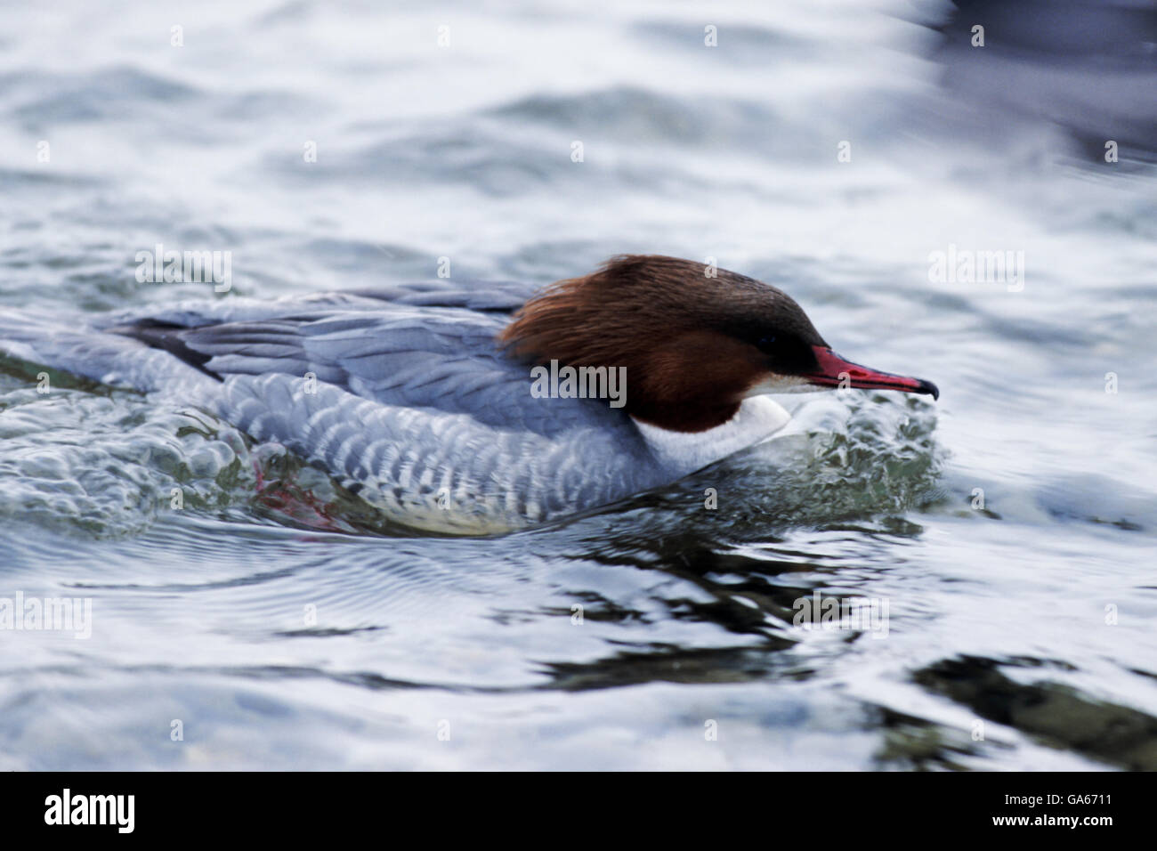 Goosander ducks winter hi-res stock photography and images - Alamy