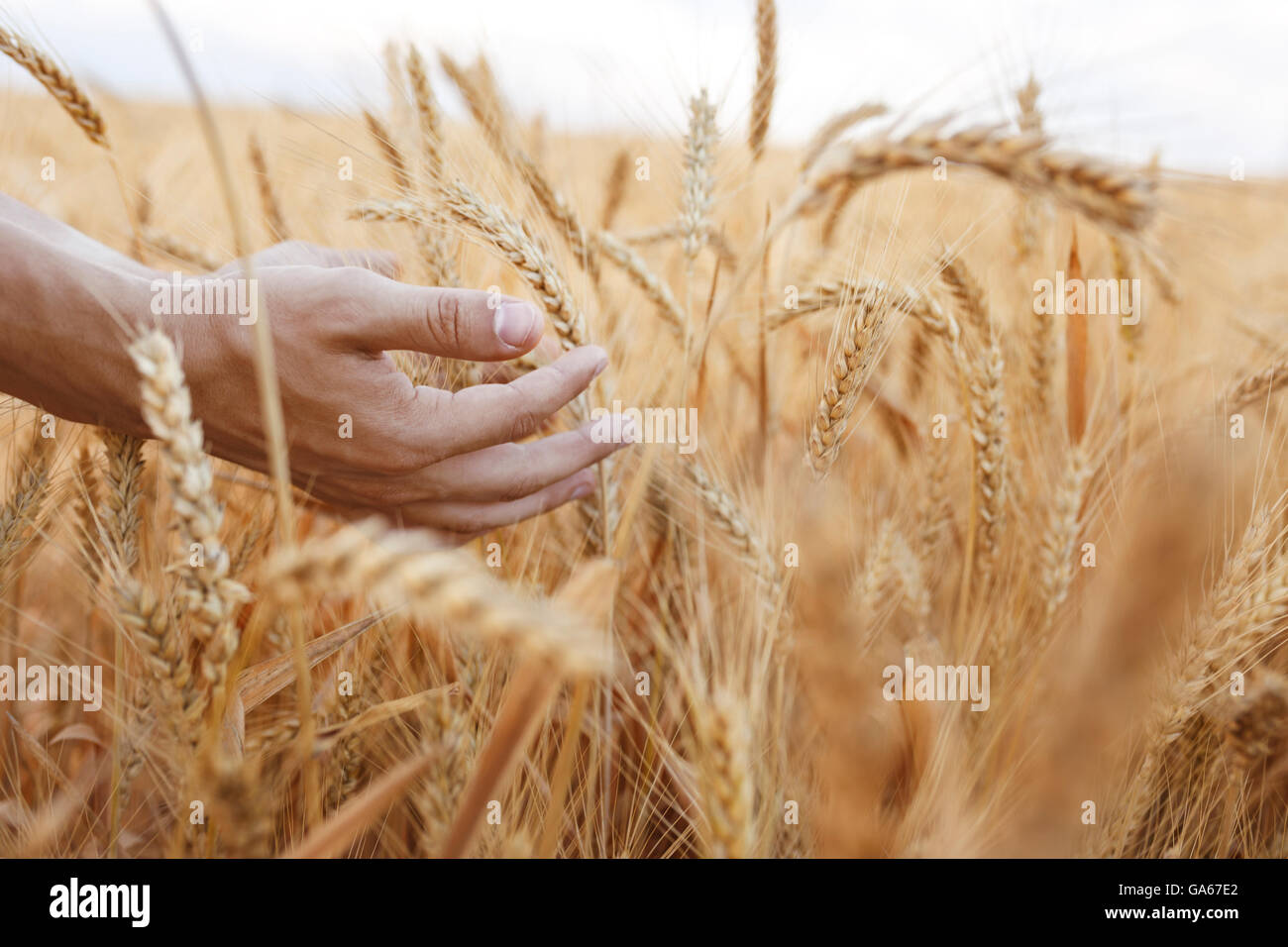 Wheat ears in farmer hands close up on field background Stock Photo - Alamy
