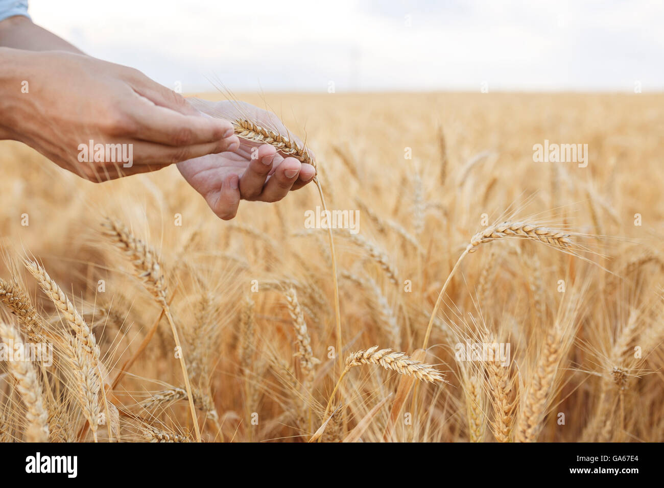 Wheat ears in farmer hands close up on field background Stock Photo - Alamy