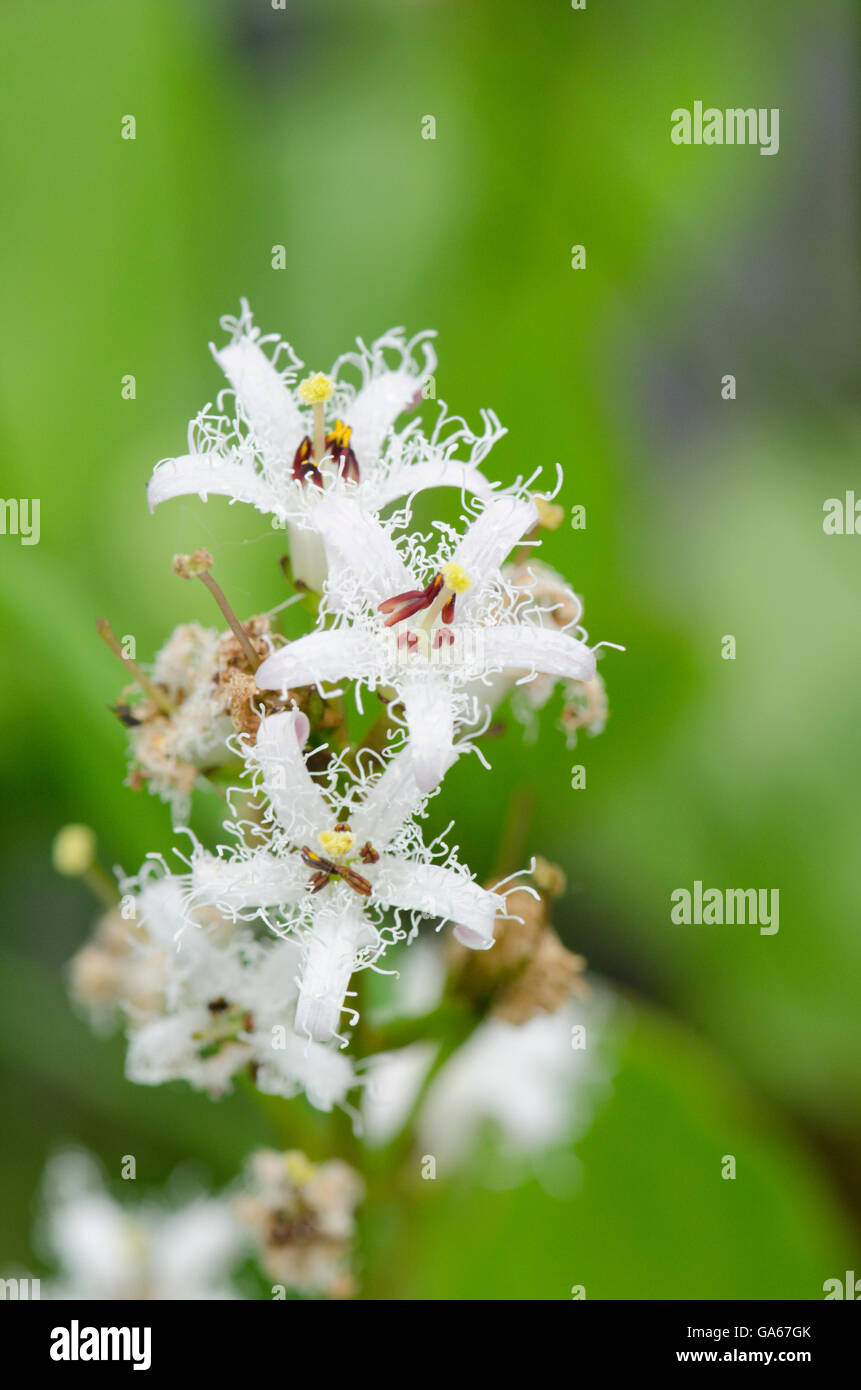 Bogbean [Menyanthes trifoliata] flowers. Norfolk, UK. June Stock Photo ...