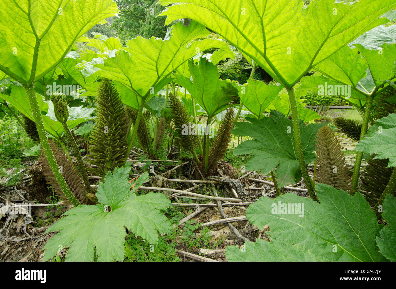 Gunneraceae hi-res stock photography and images - Alamy