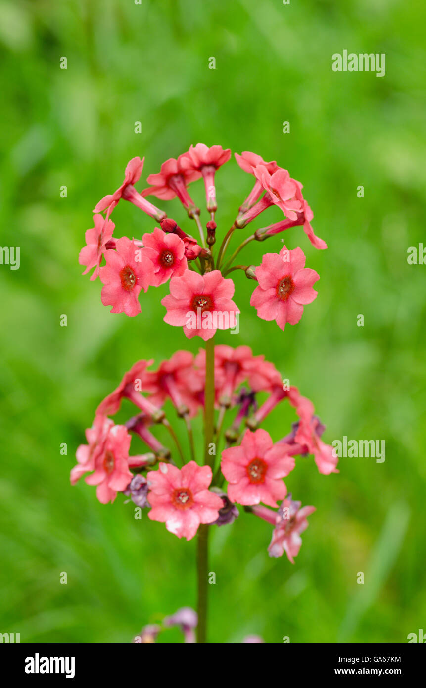 Red primula flowers hi-res stock photography and images - Alamy