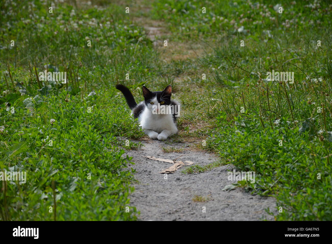 this cat is asked to pose as the fear of man Stock Photo - Alamy