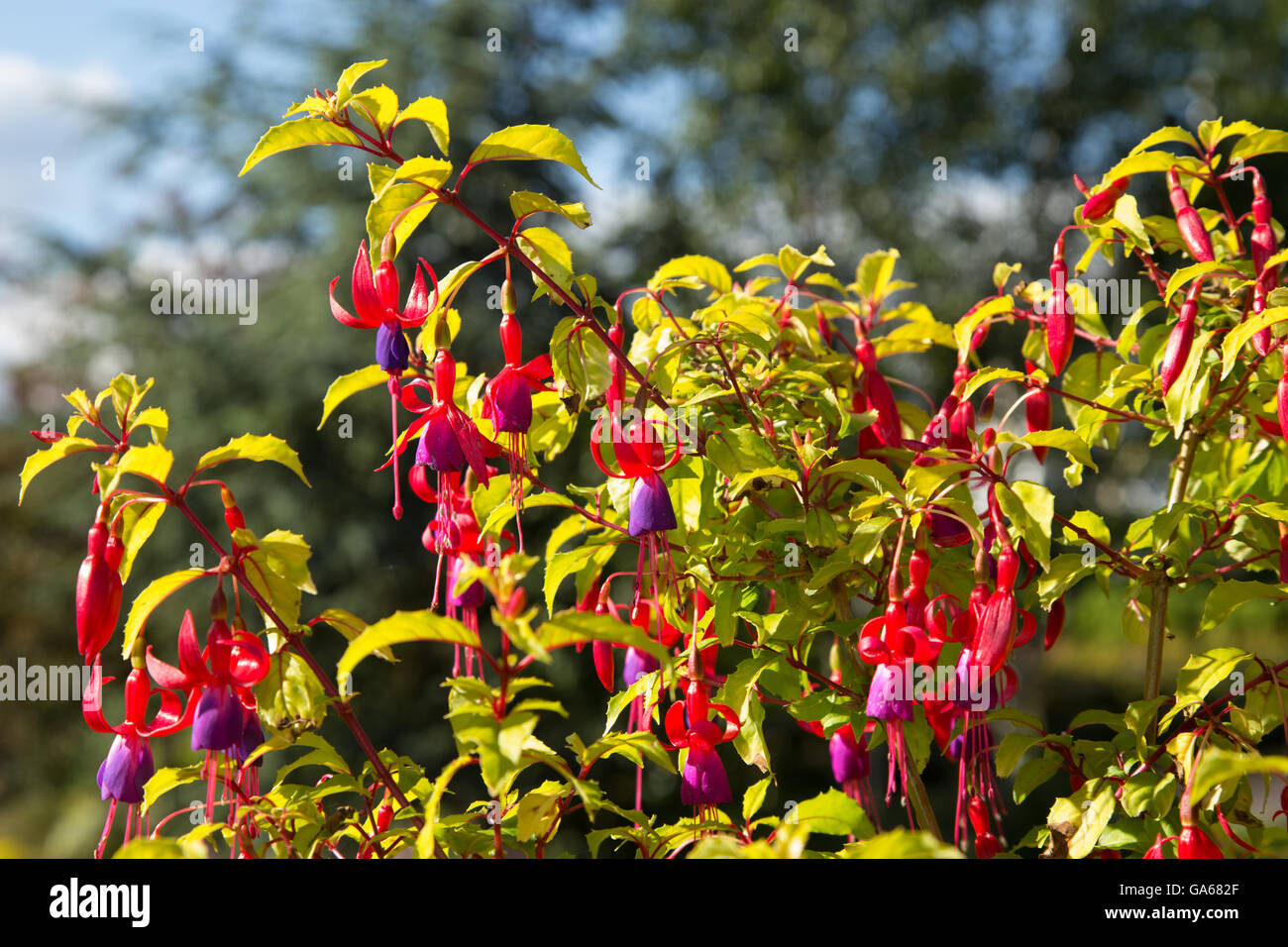 Large fuchsia bush in a garden, with red and dark pink - purple droplet ...