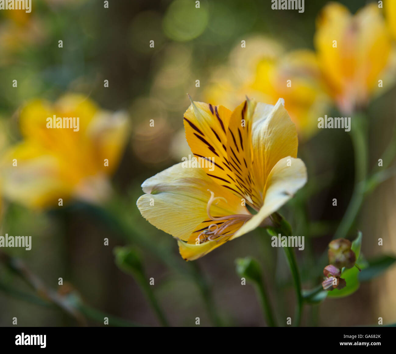 Alstroemeriaceae High Resolution Stock Photography and Images - Alamy