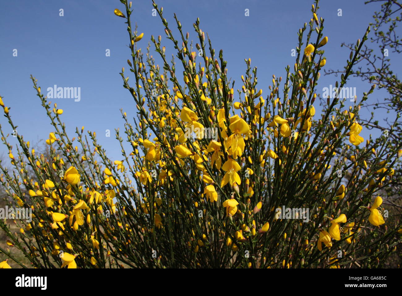 Gorse Bush In Sunshine Stock Photo - Alamy