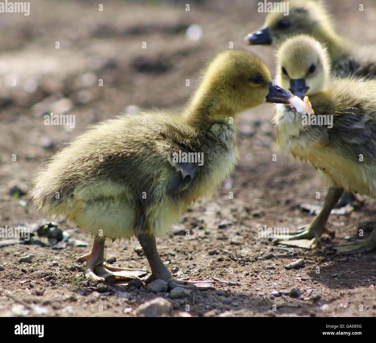 Children with chicks in hi-res stock photography and images - Alamy