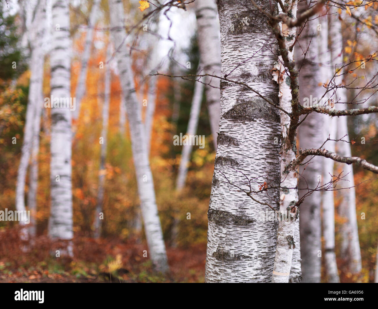 Birch Trees In A Forest High Resolution Stock Photography and Images ...