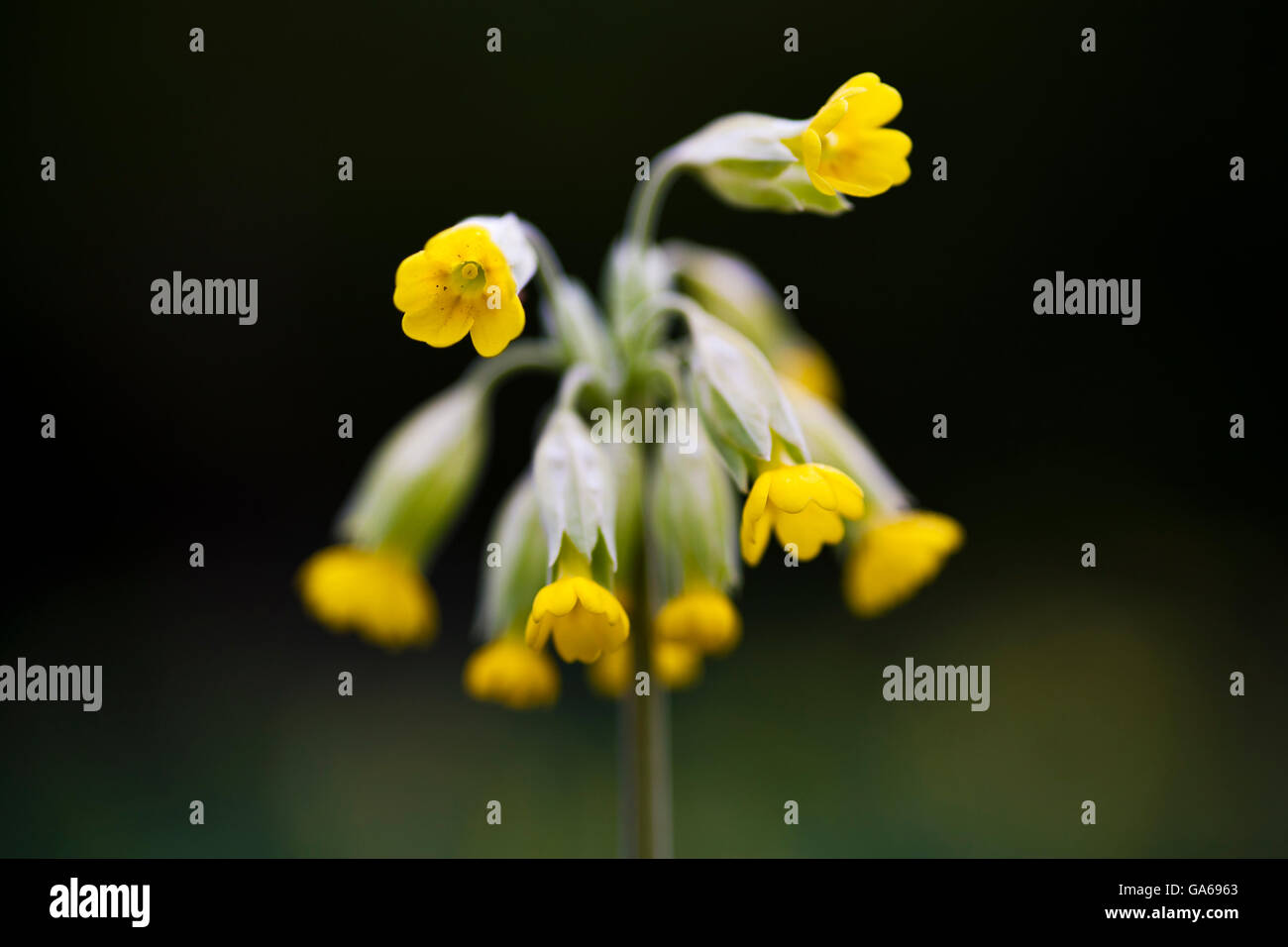 Cowslip variety hi-res stock photography and images - Alamy