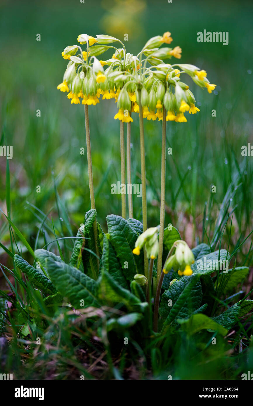 Cowslip (Primula veris Stock Photo - Alamy