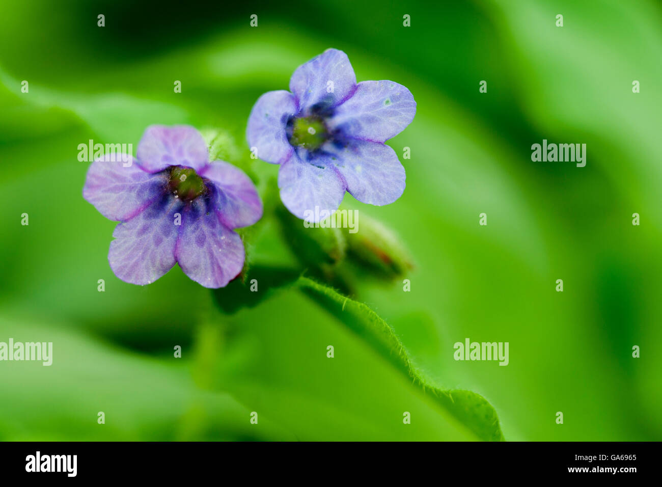 Common Lungwort (Pulmonaria officinalis Stock Photo - Alamy