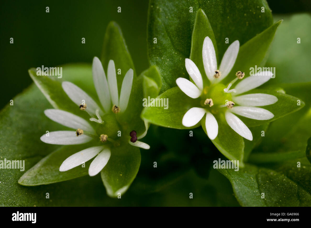 Greater stitchwort, Greater chickweed (Stellaria neglecta Stock Photo ...