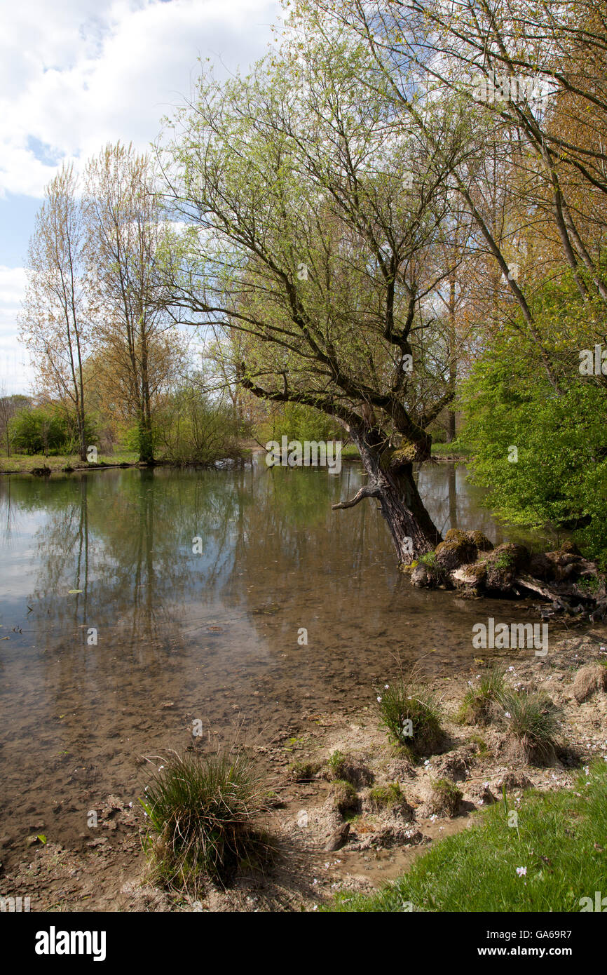 Nature reserve Lippeaue, Lippe River floodplains, Hamm, Ruhr Area ...