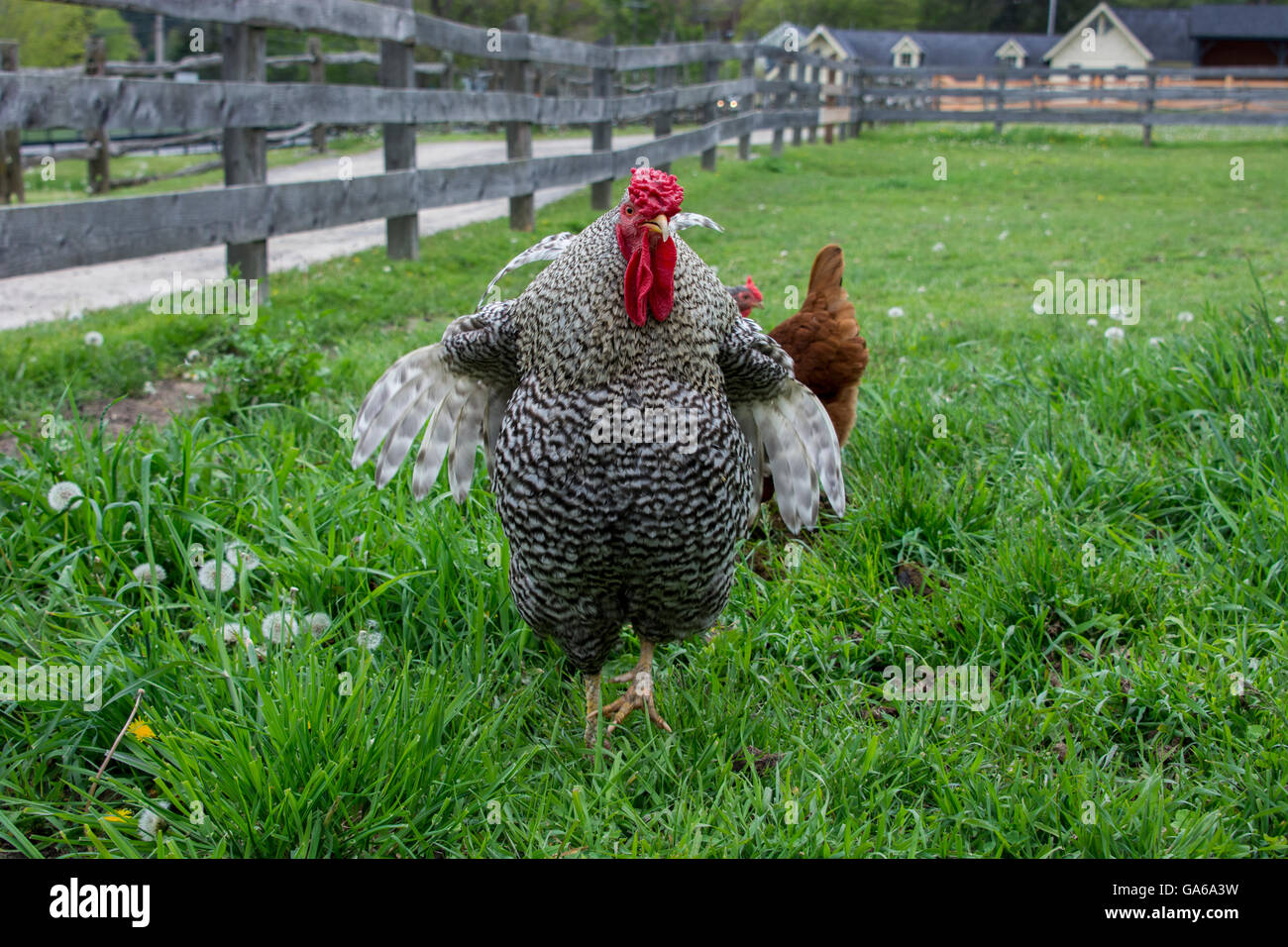 New York, Cooperstown. Black and white barnyard rooster with hens Stock ...