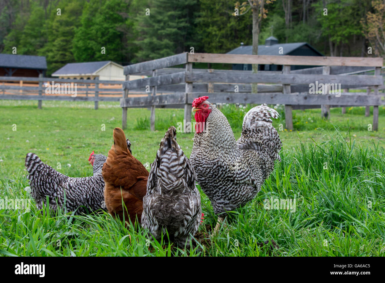 Barnyard grass hi-res stock photography and images - Alamy