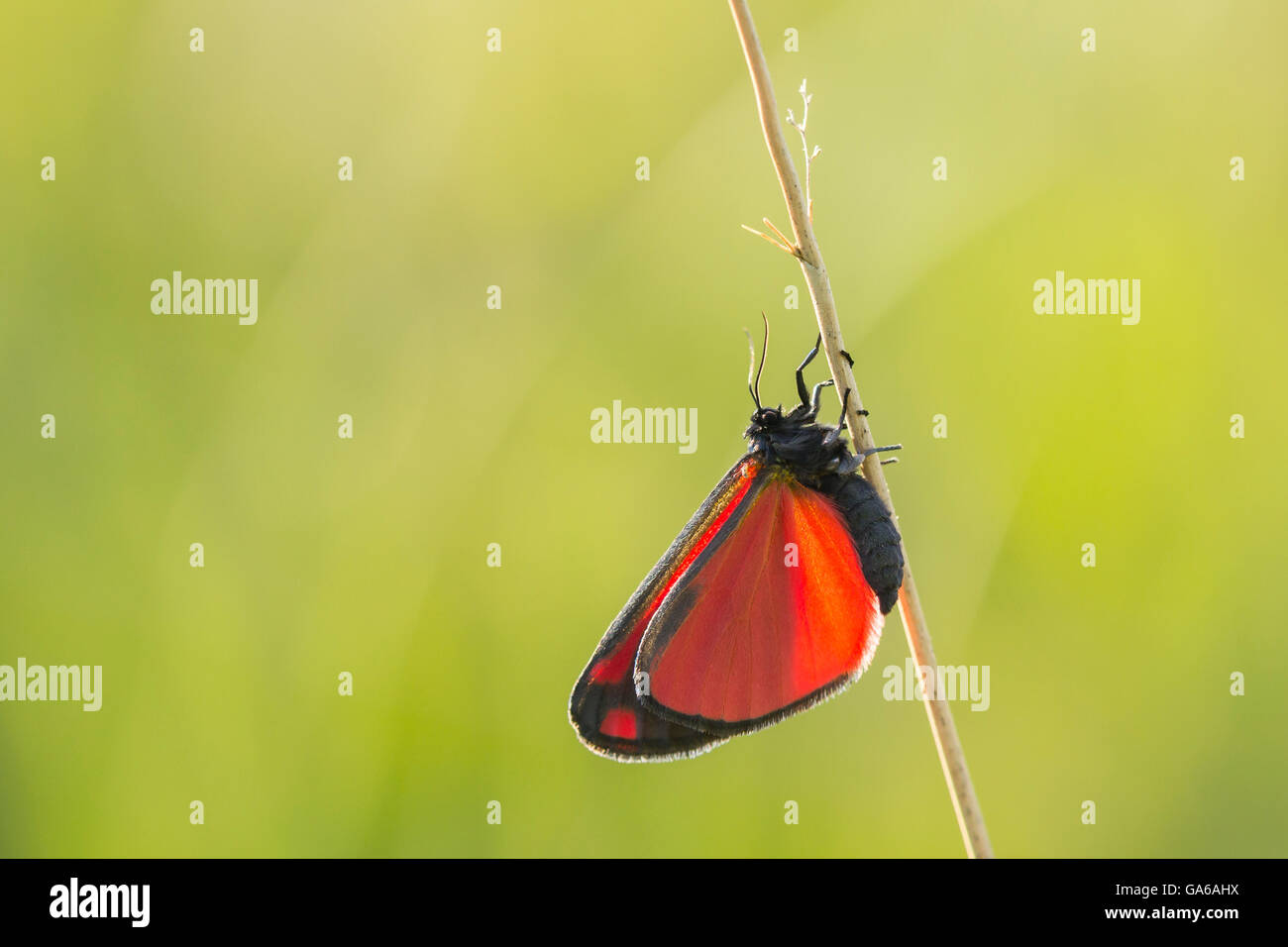Cinnabar moth hi-res stock photography and images - Alamy