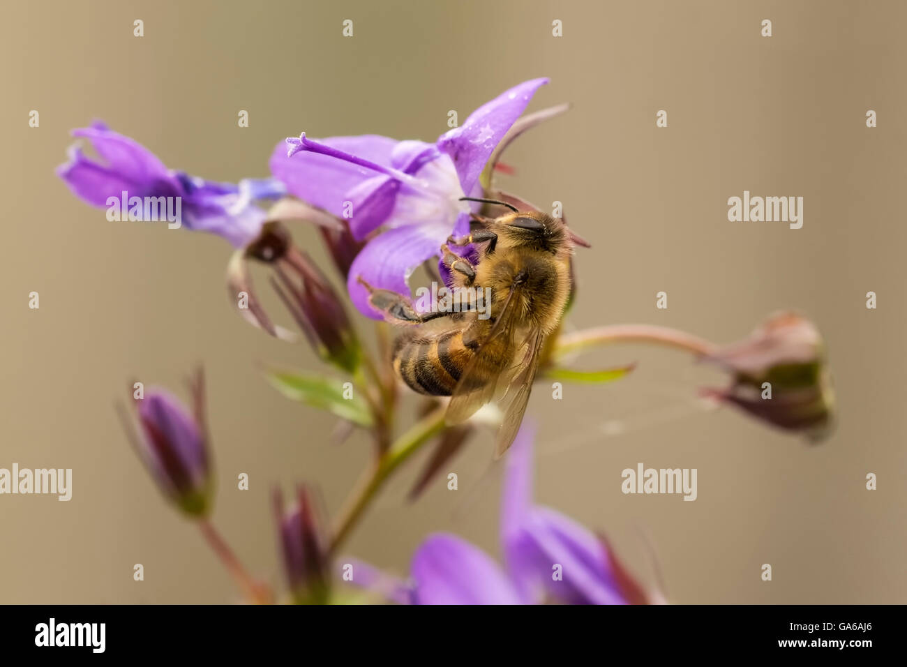 European honey bee hi-res stock photography and images - Alamy