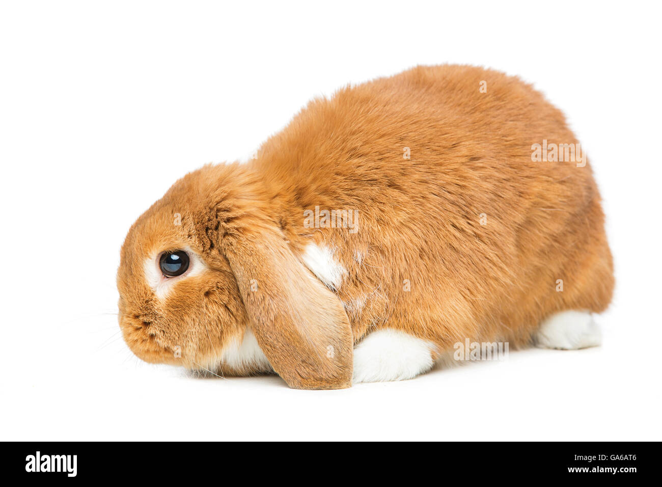 Beautiful domestic rabbit Stock Photo - Alamy