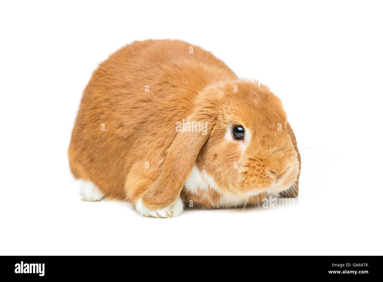 Beautiful domestic rabbit Stock Photo - Alamy