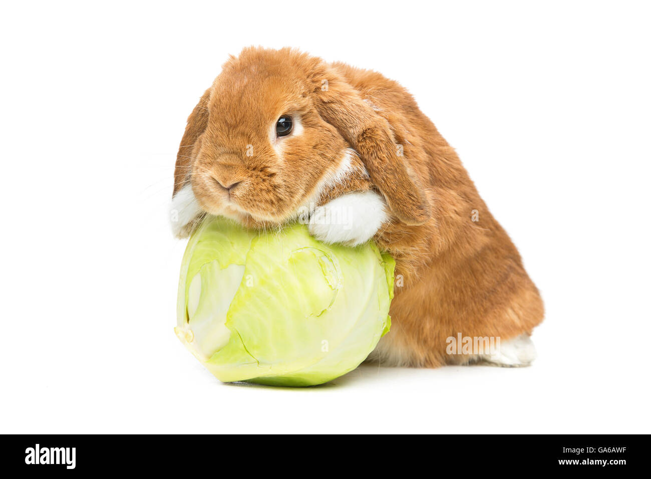 Beautiful domestic rabbit Stock Photo - Alamy