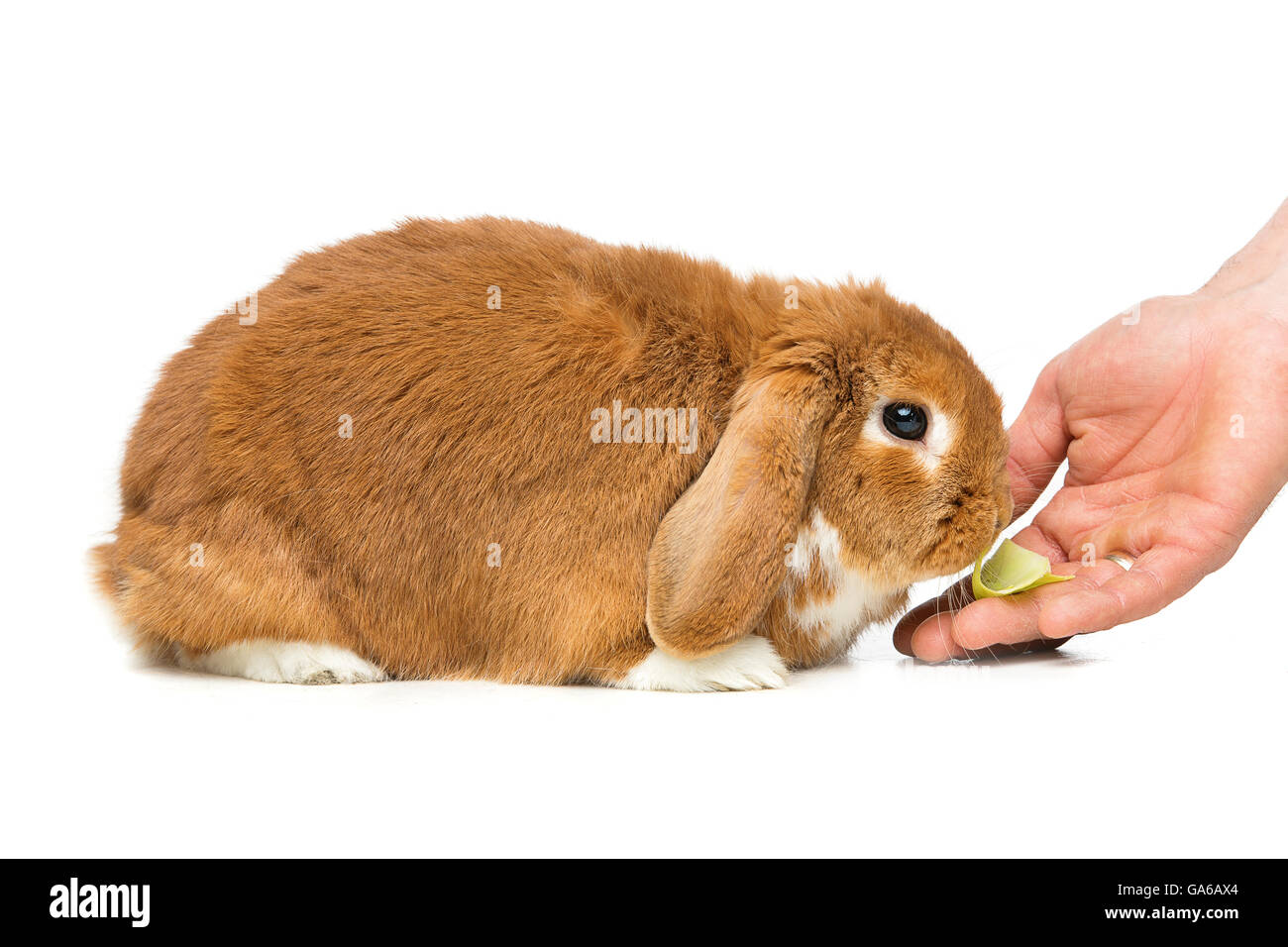 Beautiful domestic rabbit Stock Photo - Alamy