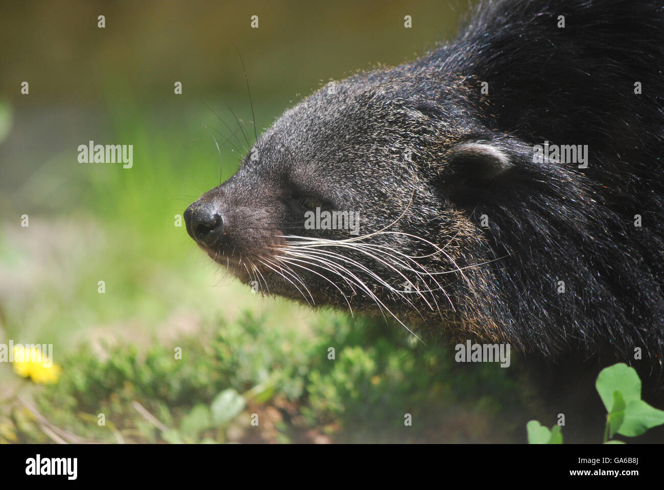 Adorable profile of an Asian Bearcat Stock Photo - Alamy