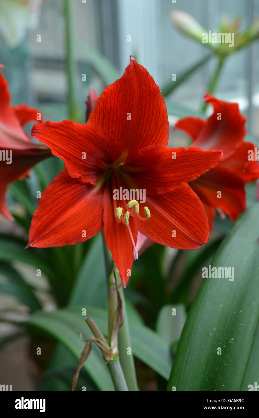 Red amaryllis flower in a garden Stock Photo - Alamy