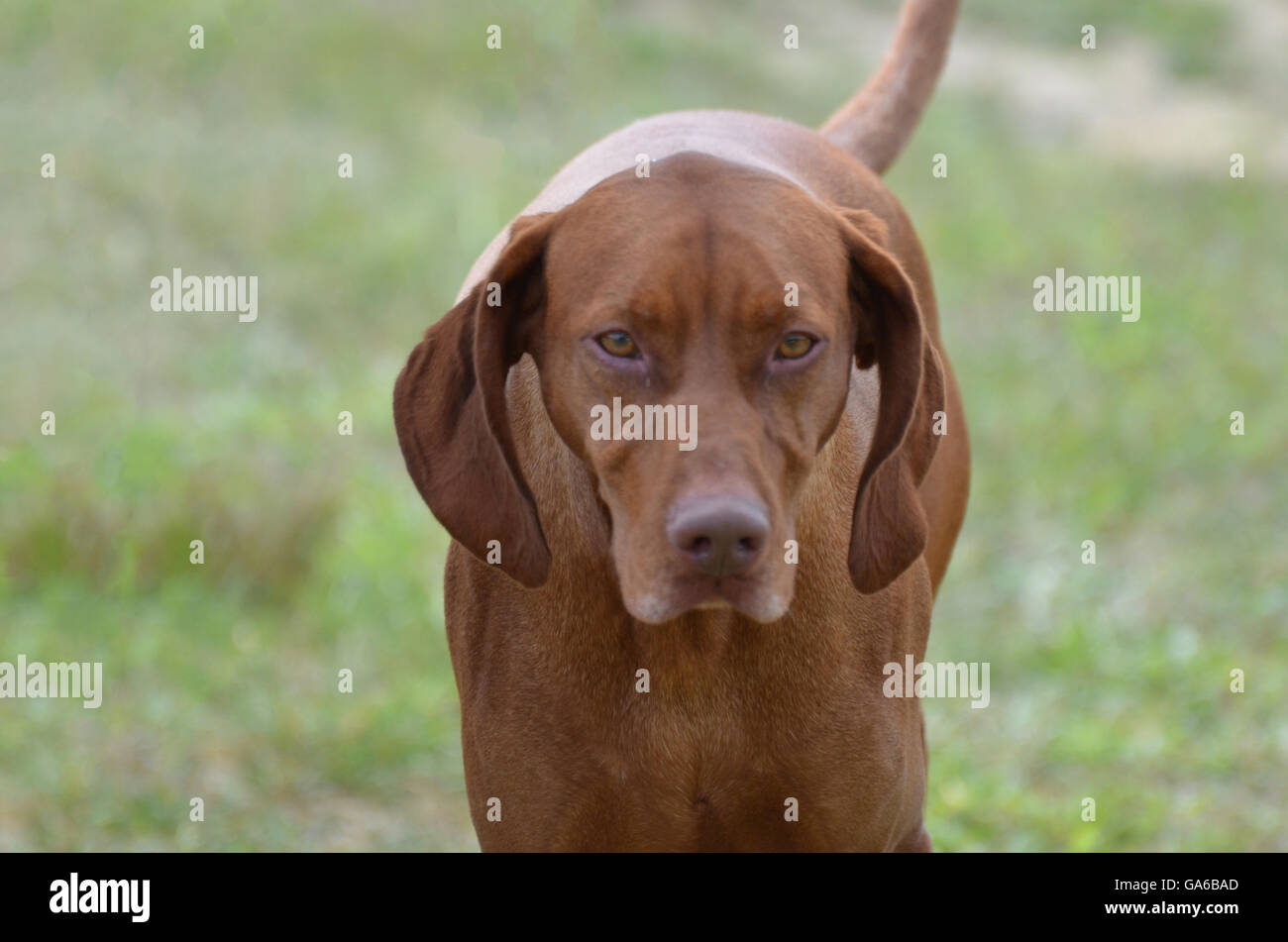 Amazing face of a vizsla dog with a sweet expression Stock Photo - Alamy