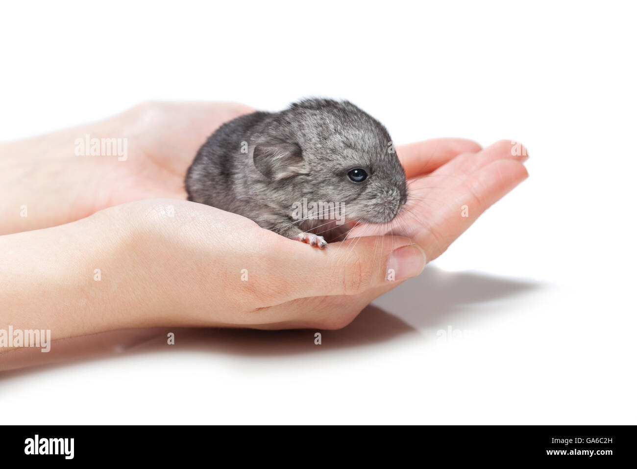 Chinchilla baby hi-res stock photography and images - Alamy