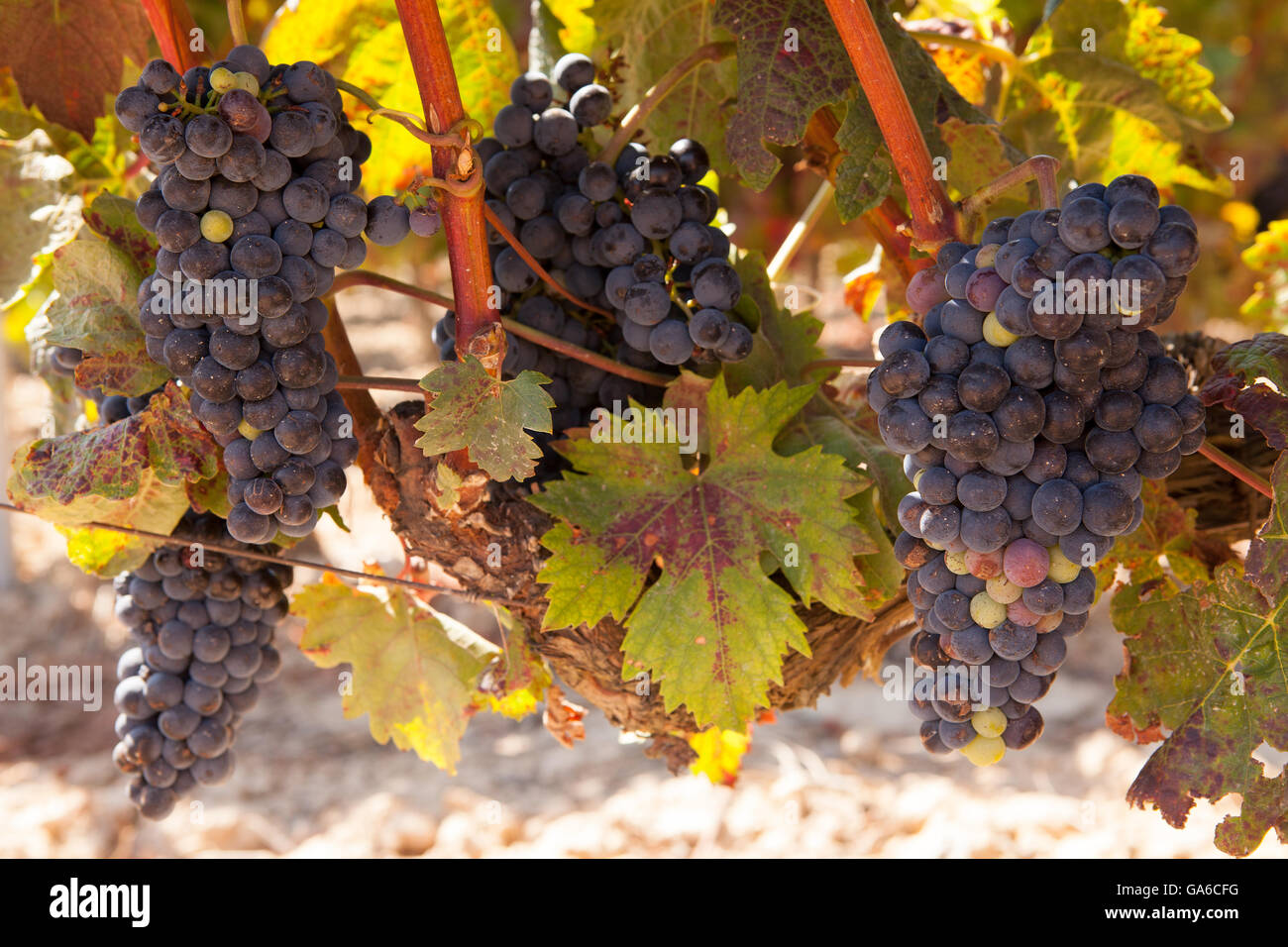 Tempranillo wine hi-res stock photography and images - Alamy