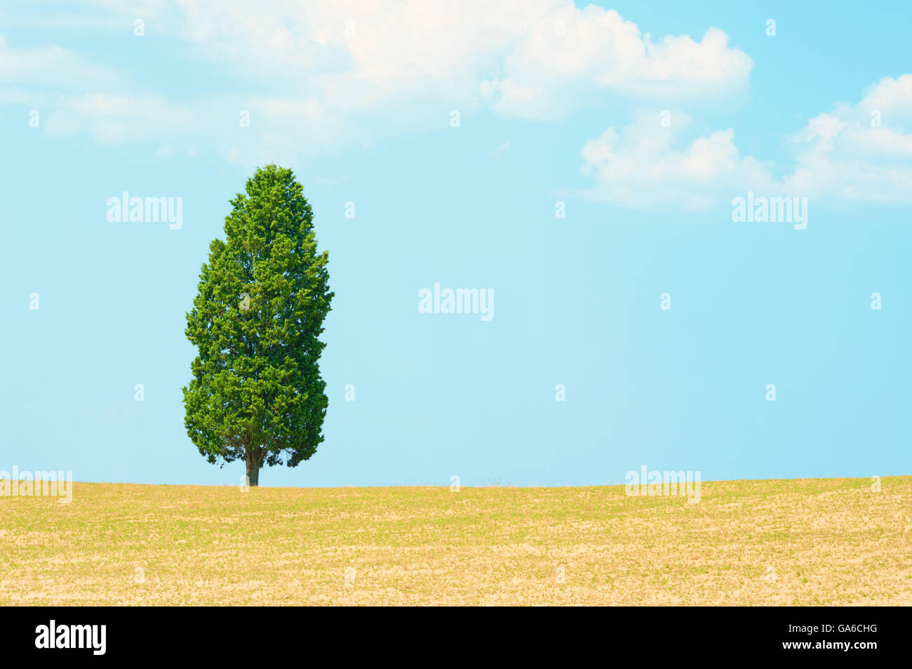 Lonely cypress tree , Tuscany italy Stock Photo - Alamy