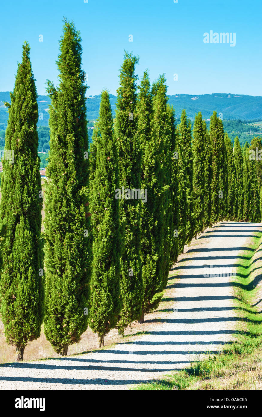 Cypress tree in italy hi-res stock photography and images - Alamy